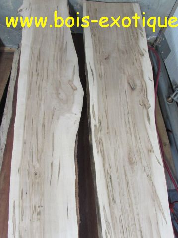 Rock Maple block - Exotic Wood
