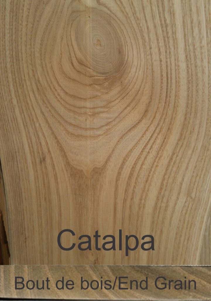 Catalpa - Exotic Wood - Catalpa spp. (C. speciosa and C. bignonioides ...