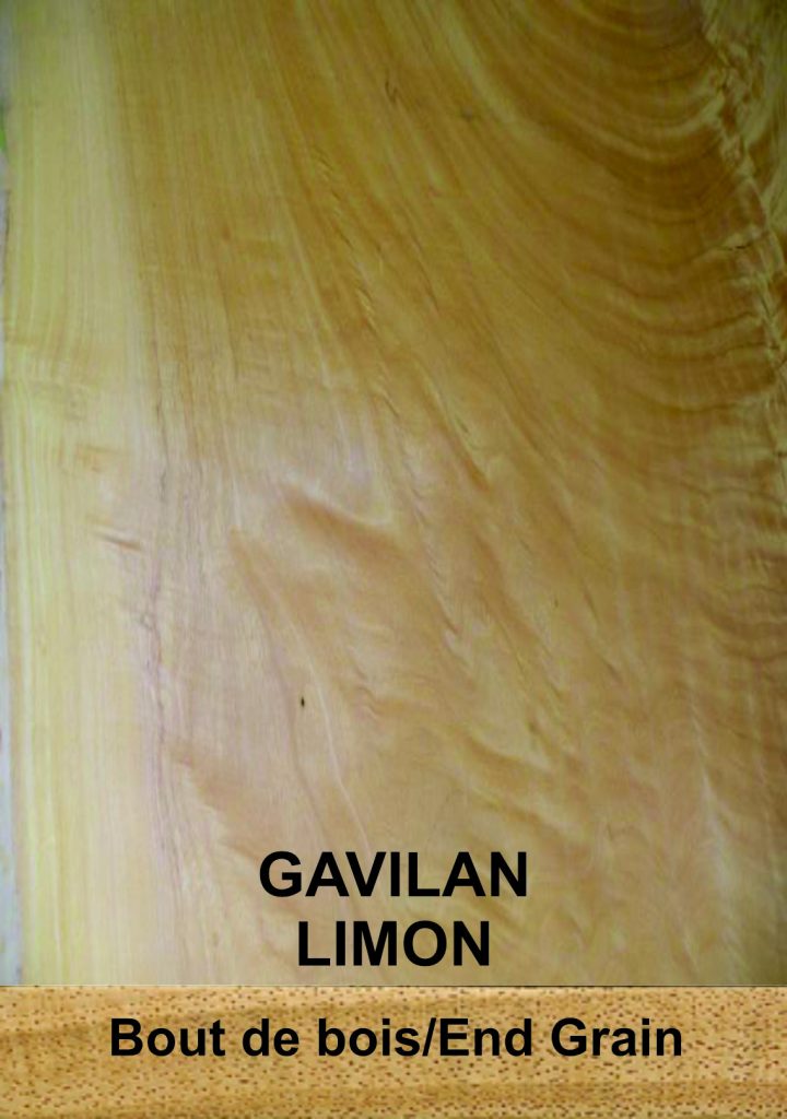 Gavilan Limon (Pentaclethra macroloba) - Bois-Exotique.com